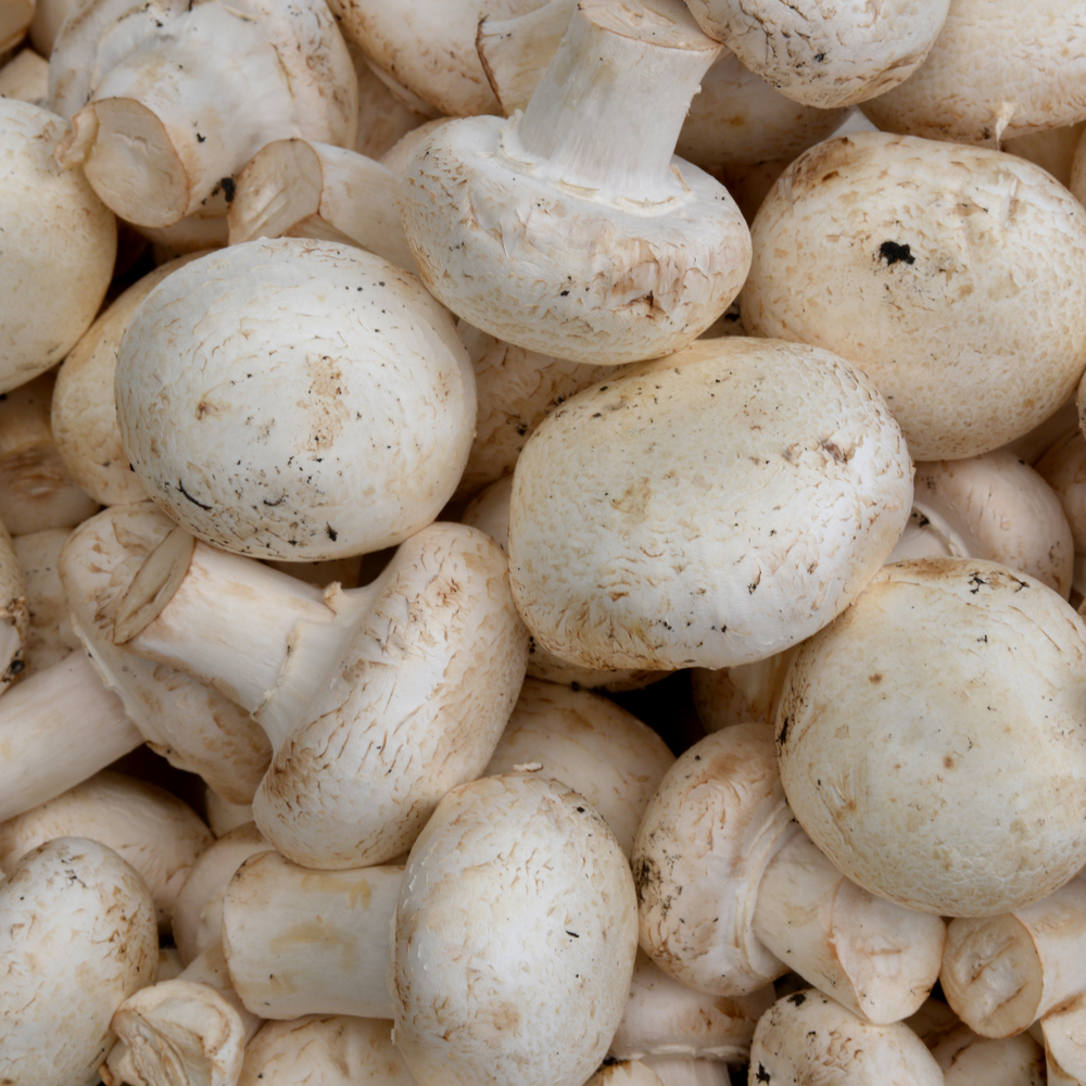 Buy Organic White Button Mushroom in mumbai | Zama Organics